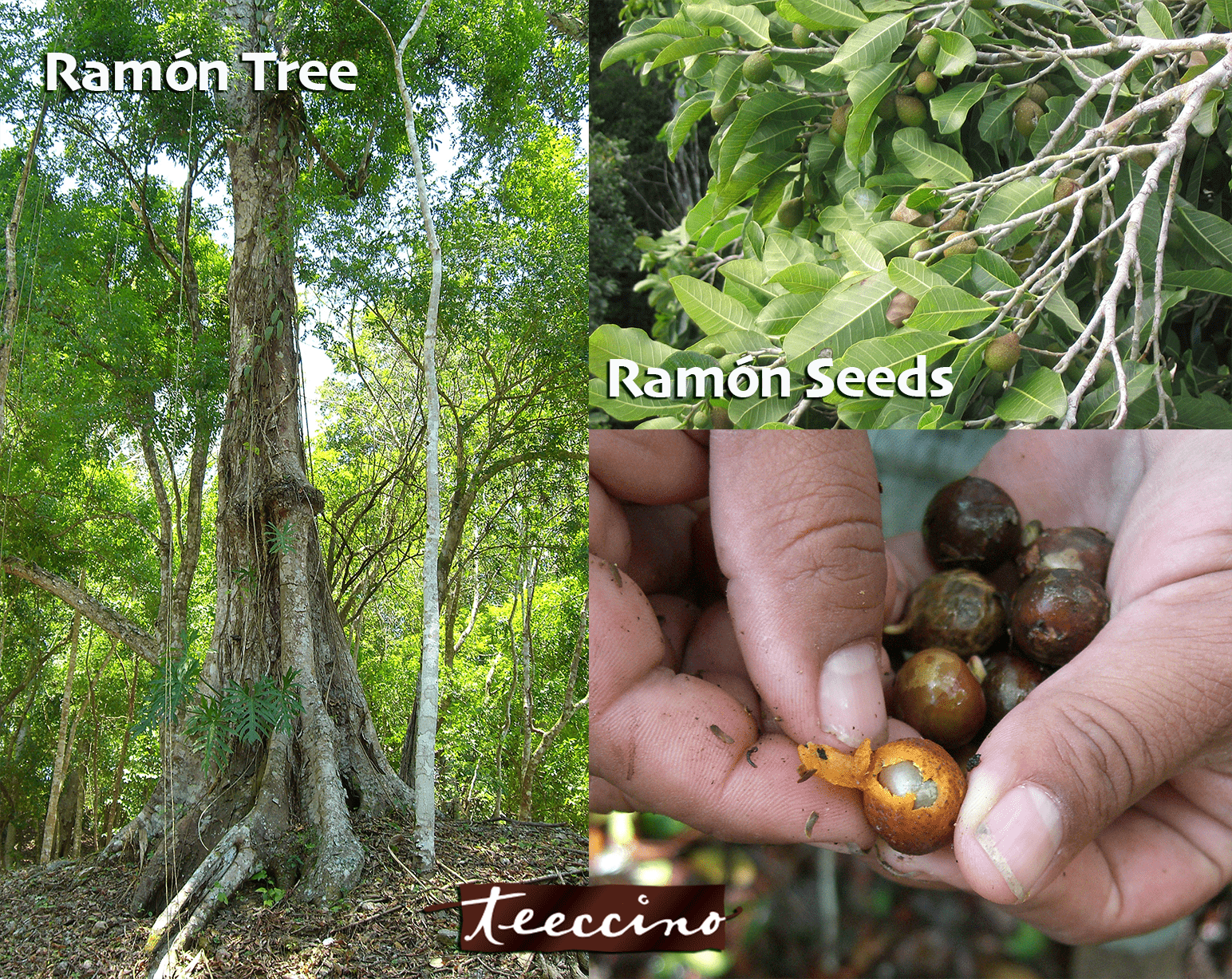 Caroline MacDougall - iGiveTrees - Solutions Activism