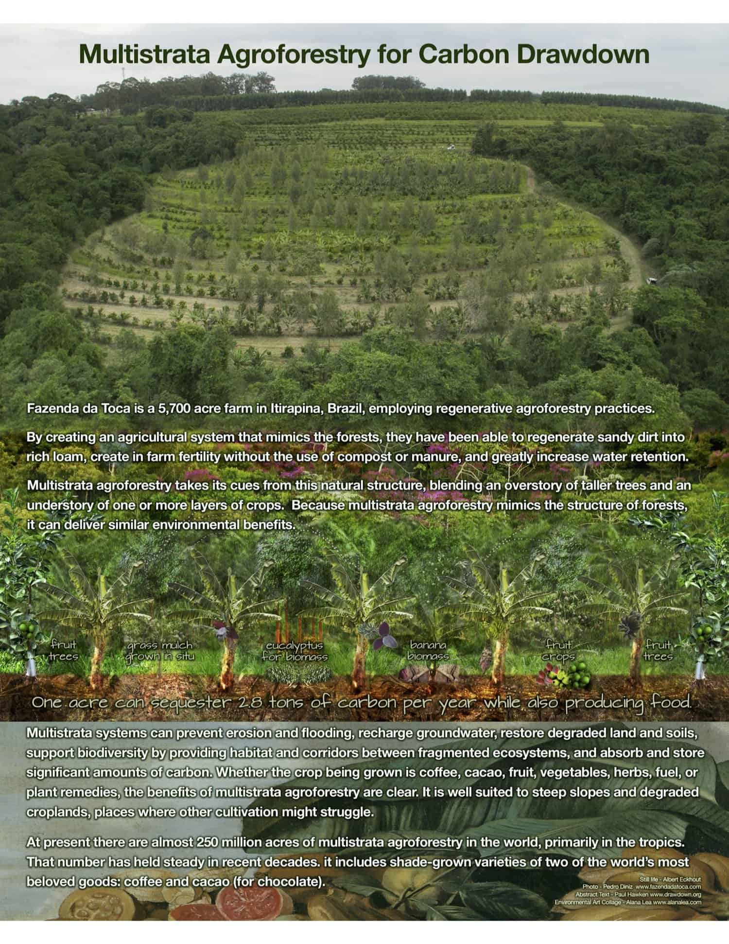 Agroforestry - iGiveTrees - Solutions Activism